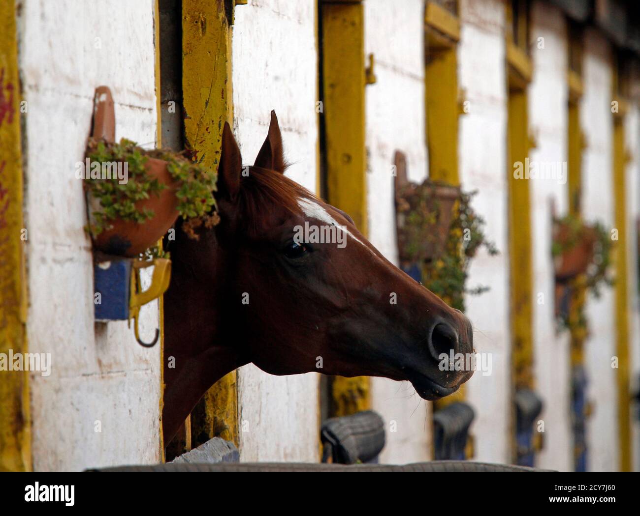 Stable images hi-res stock photography and images - Alamy