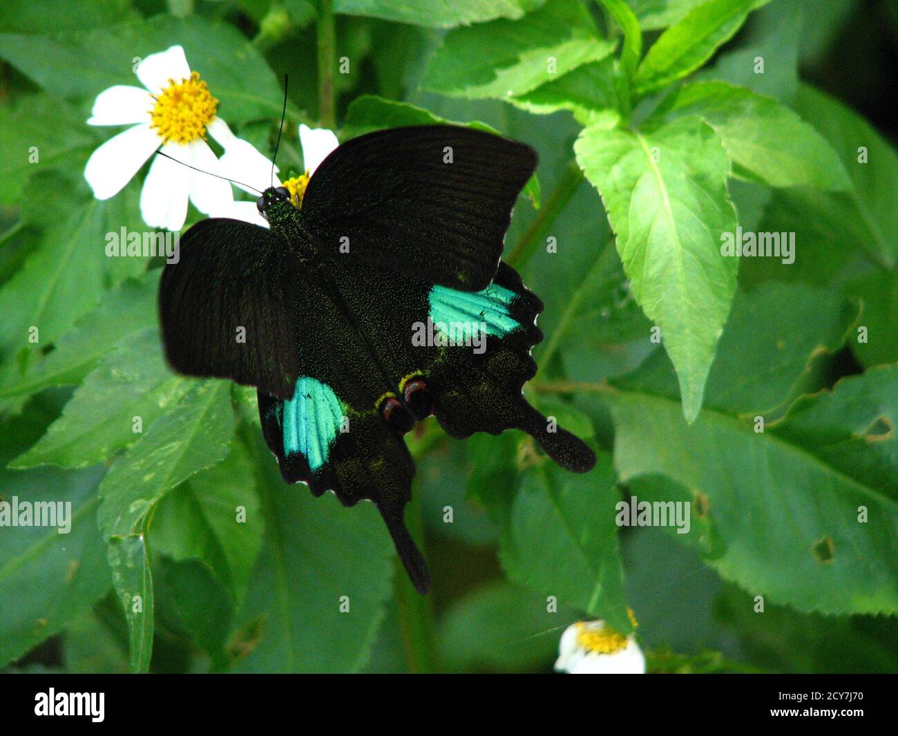 Paris peacock butterfly hi-res stock photography and images - Alamy