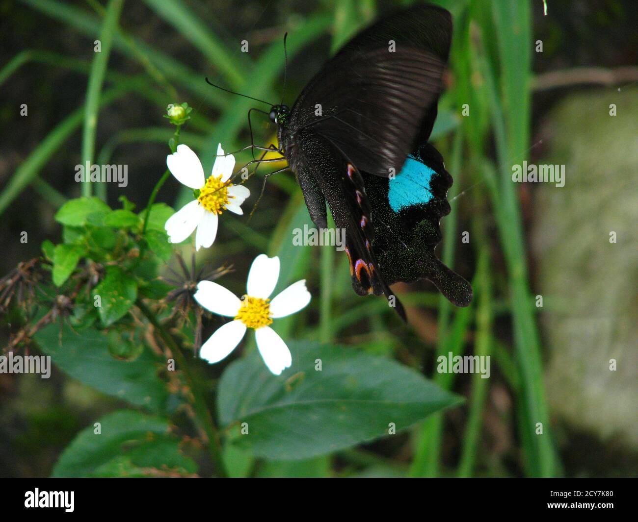 Paris peacock butterfly hi-res stock photography and images - Alamy