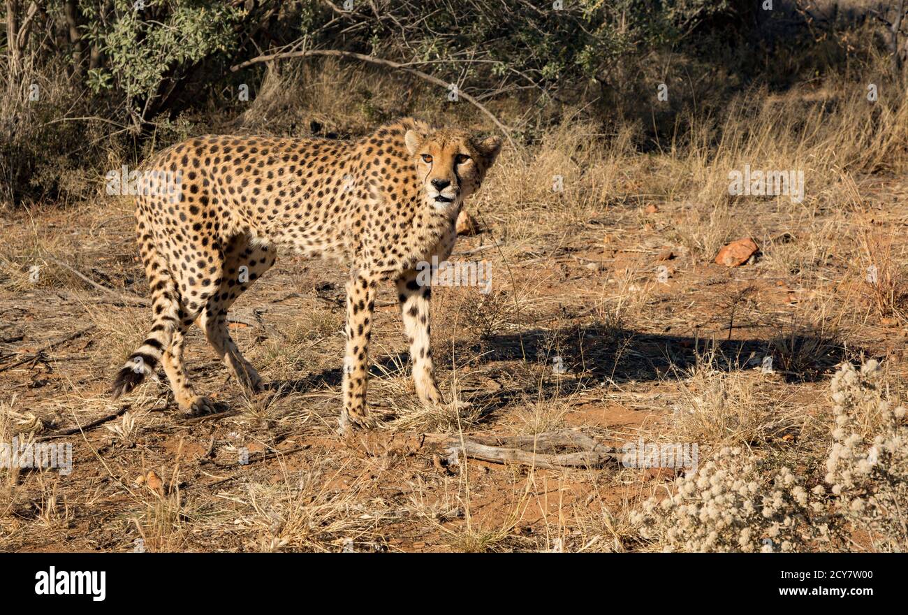 Cheetah walks slowly across desert scrub in Namibia Stock Photo - Alamy