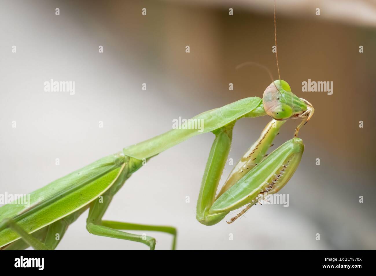 A female Chinese Mantis (Tenodera sinensis) preens herself after ...