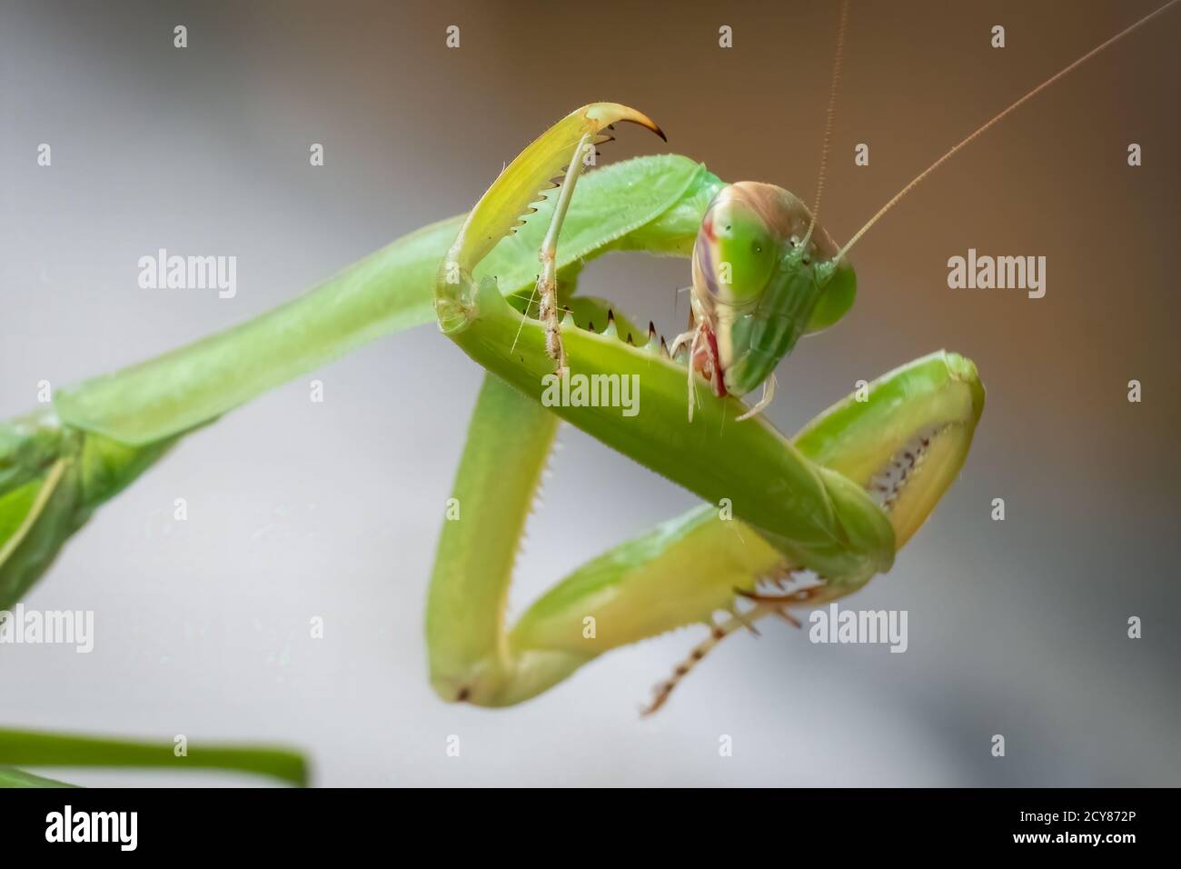 A female Chinese Mantis (Tenodera sinensis) resembles the Grim Reaper ...