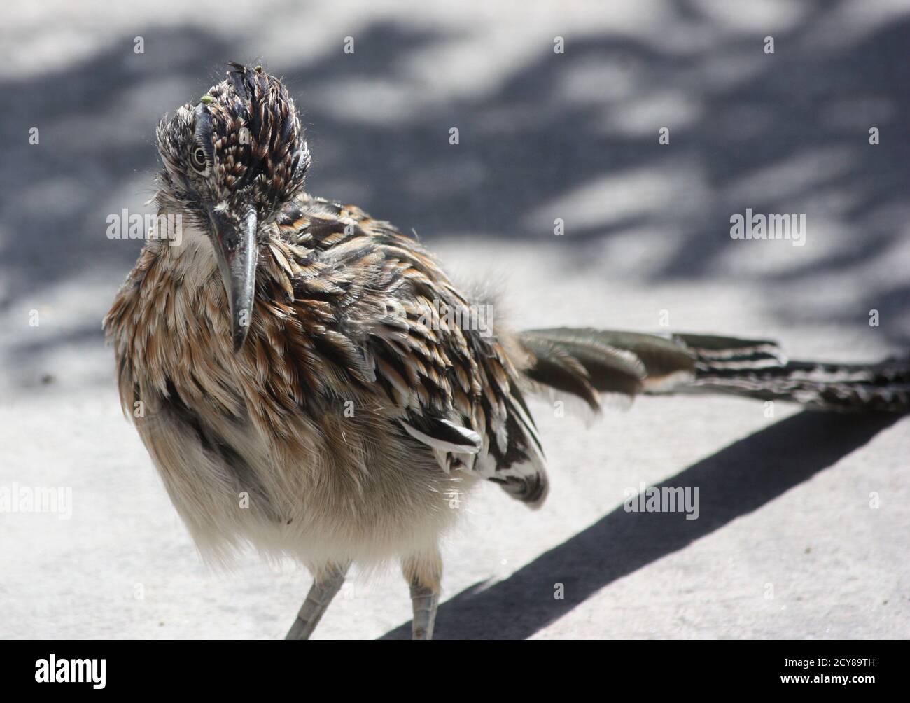 Roadrunner plays with lizard prey and eats the reptile’s tail for ...