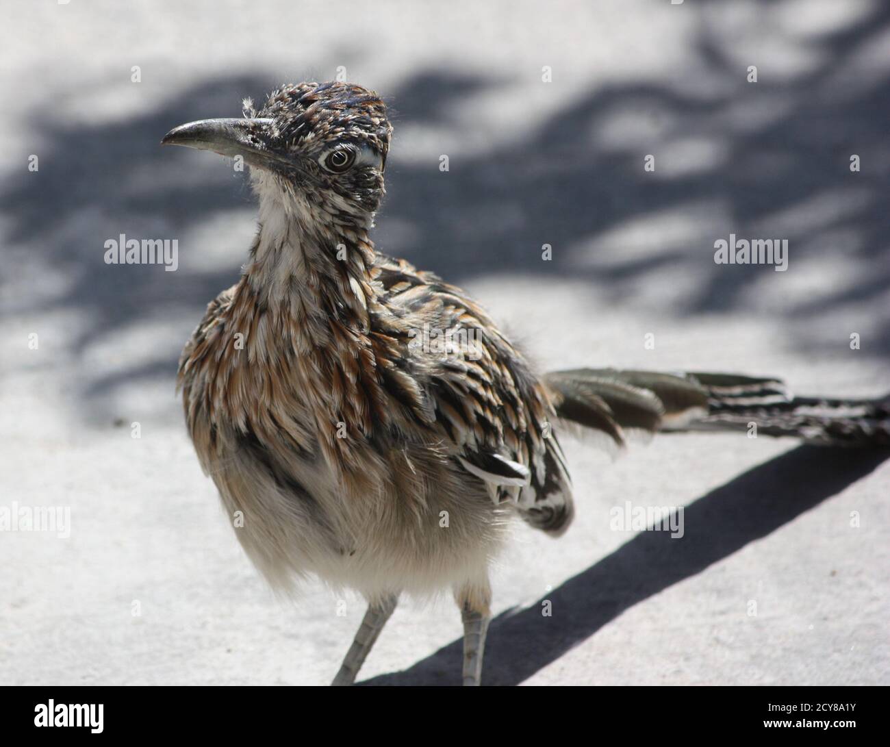 Roadrunner lizard hi-res stock photography and images - Alamy