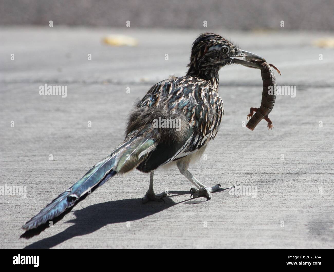 Roadrunner plays with lizard prey and eats the reptile’s tail for ...