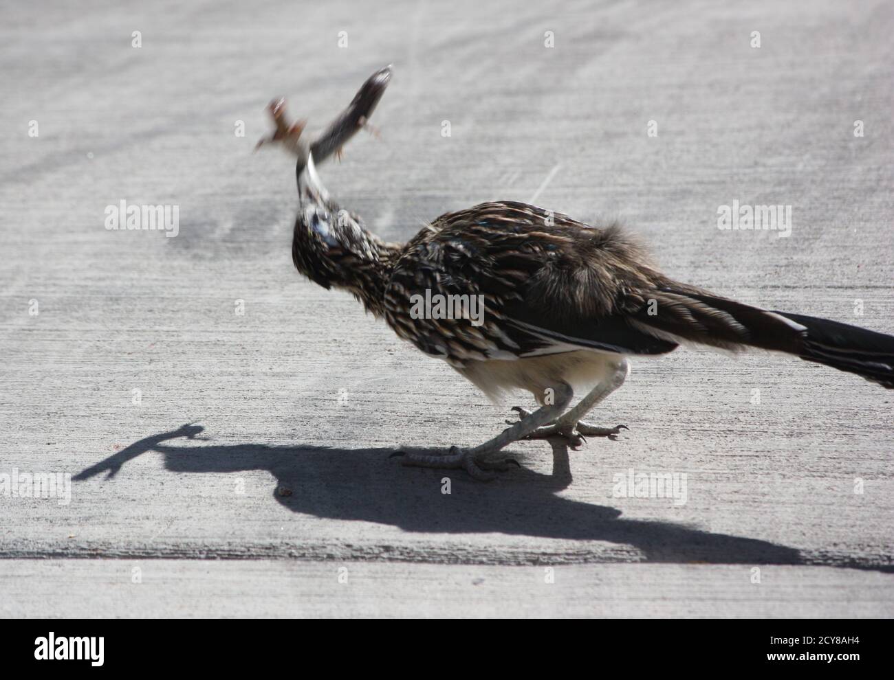 Roadrunner plays with lizard prey and eats the reptile’s tail for ...