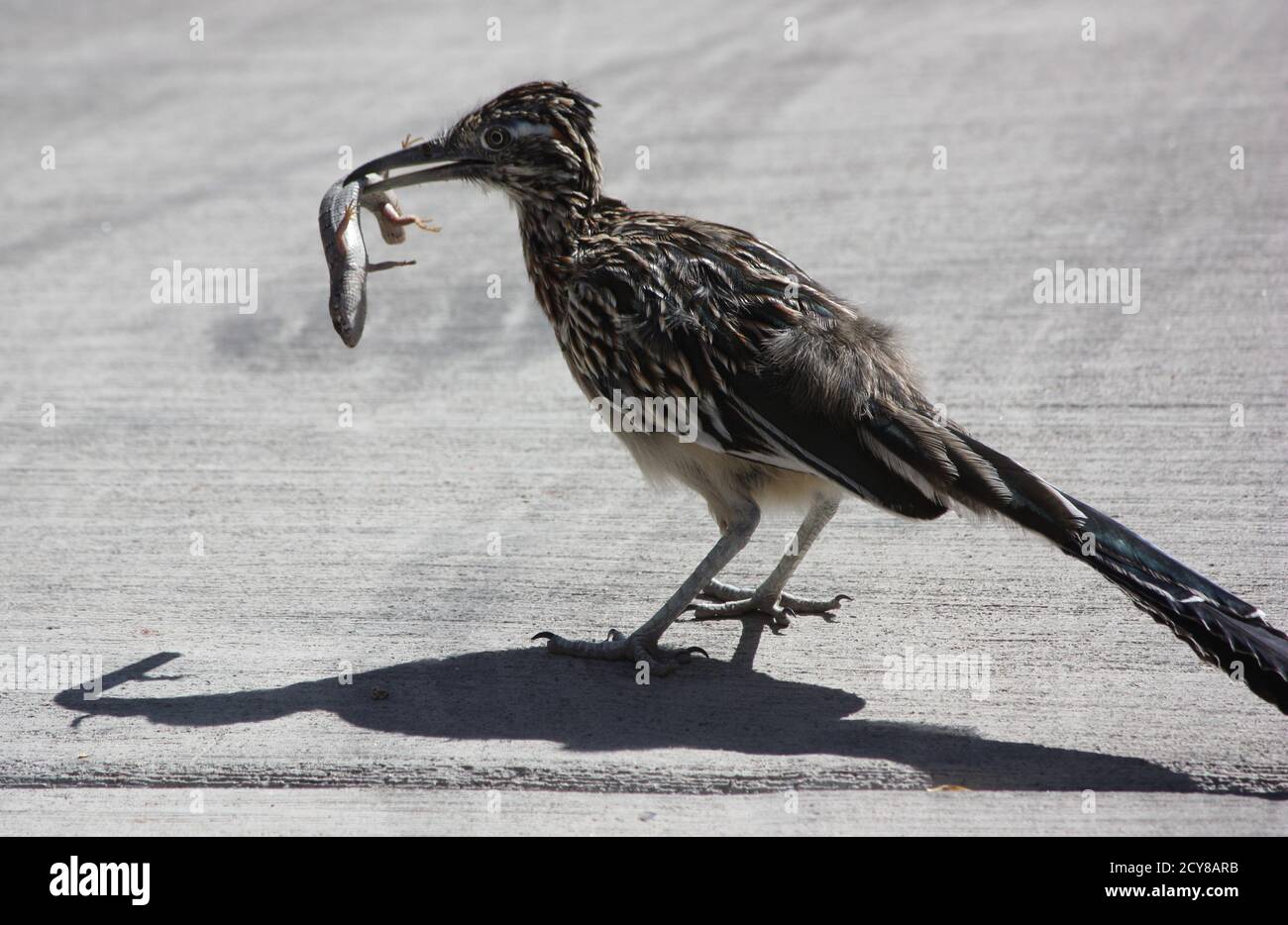 Roadrunner lizard hi-res stock photography and images - Alamy
