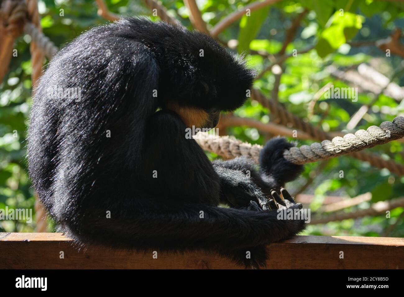 Gorilla rope High Resolution Stock Photography and Images - Alamy