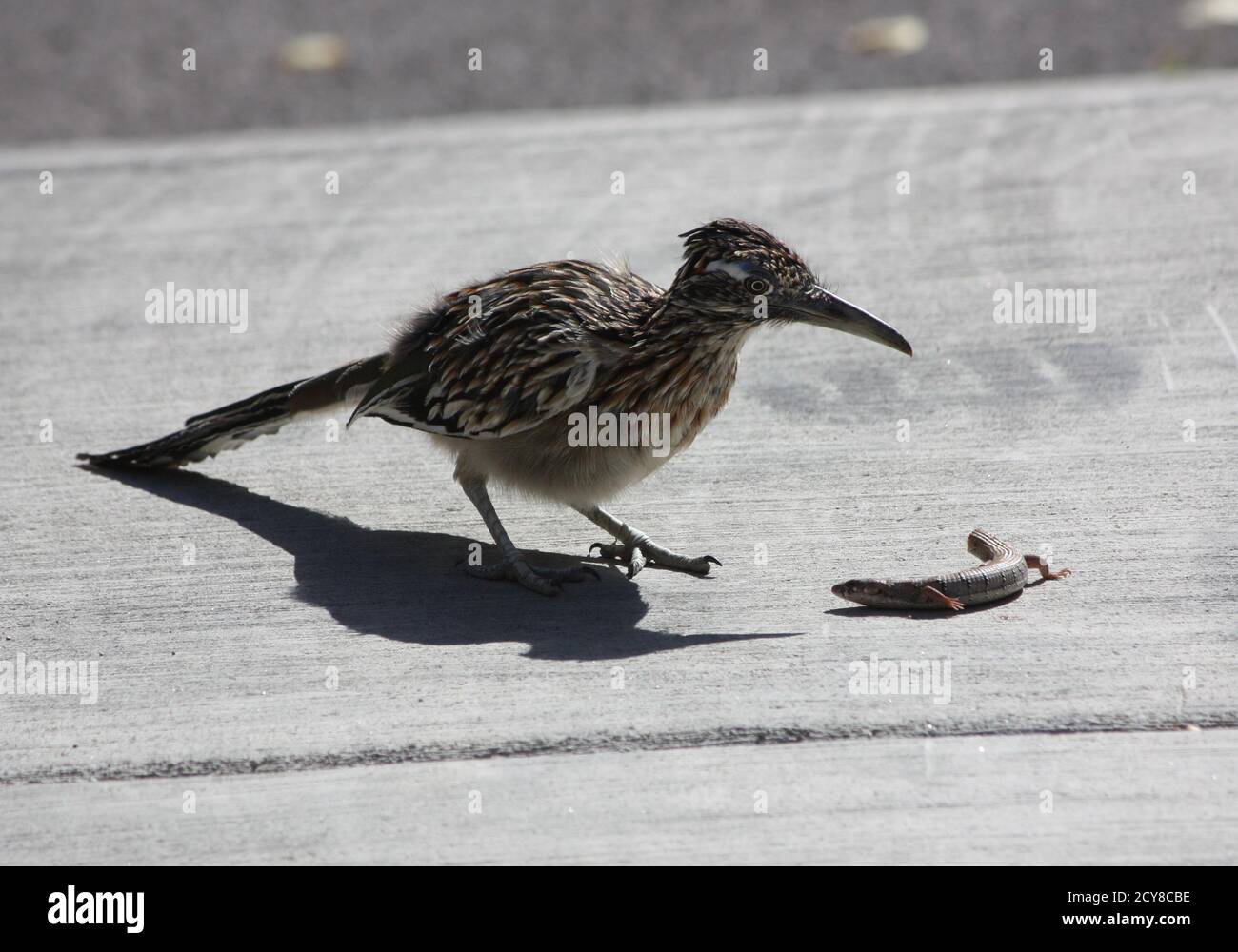 Roadrunner eats lizard hi-res stock photography and images - Alamy