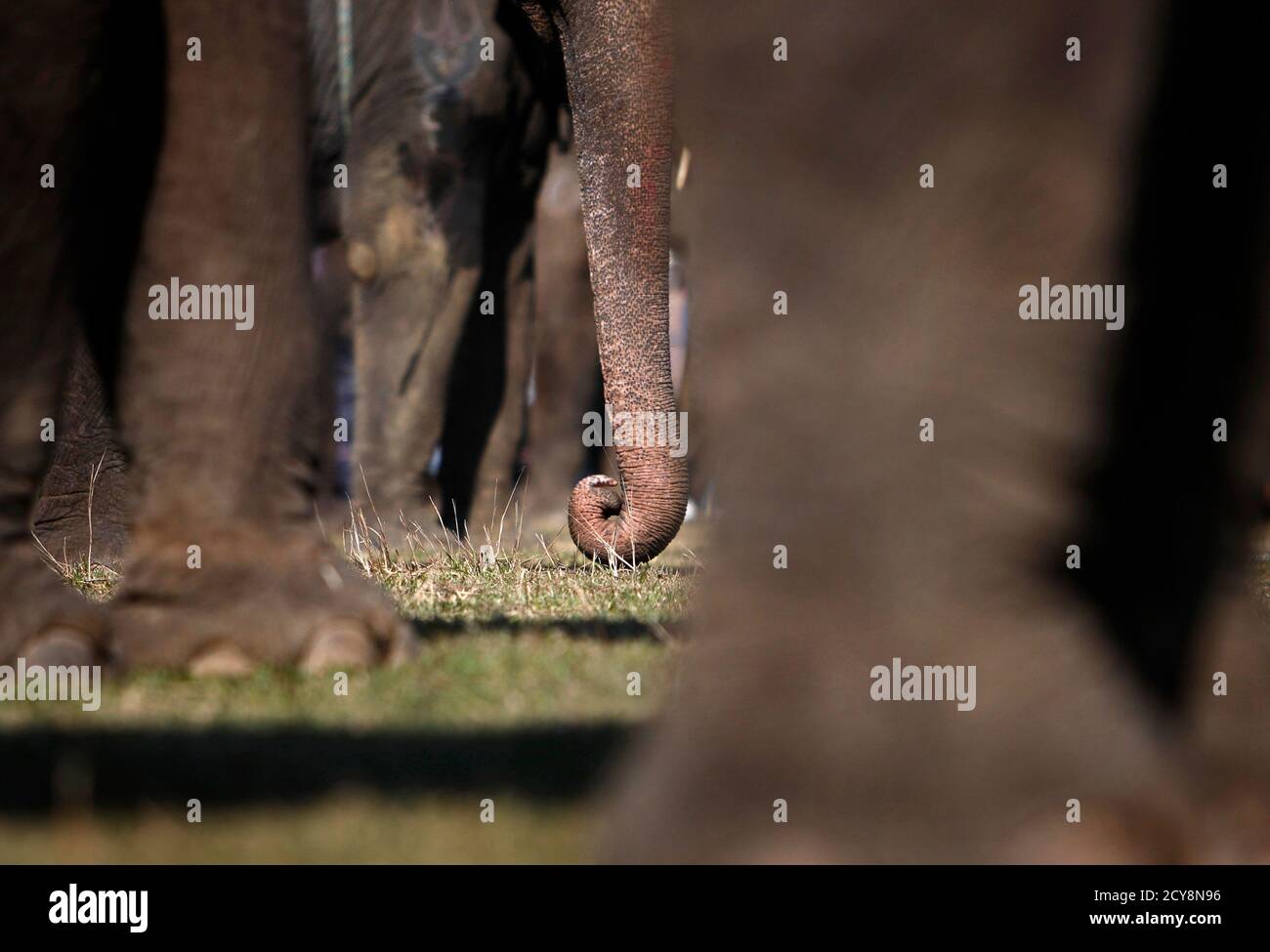 Elephant Race High Resolution Stock Photography and Images - Alamy