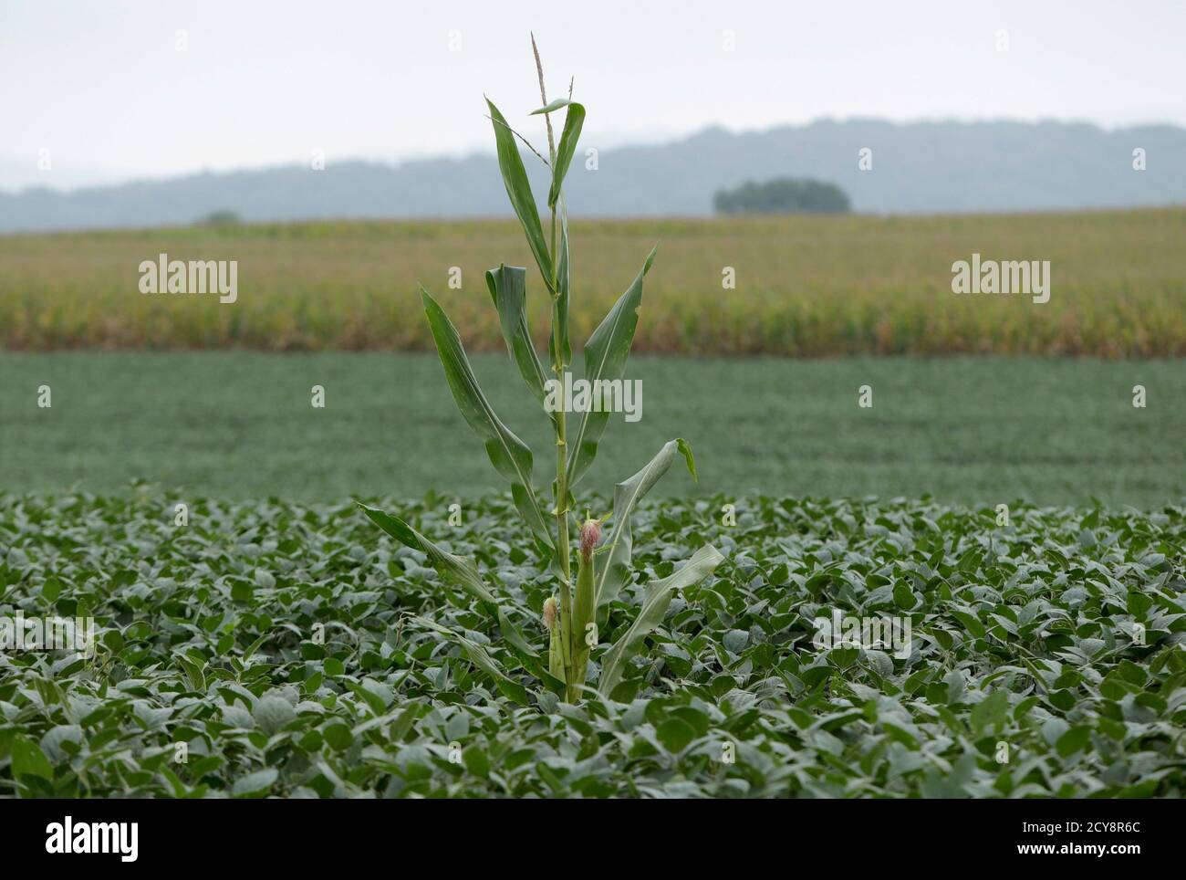 Soybean field stalk hi-res stock photography and images - Alamy
