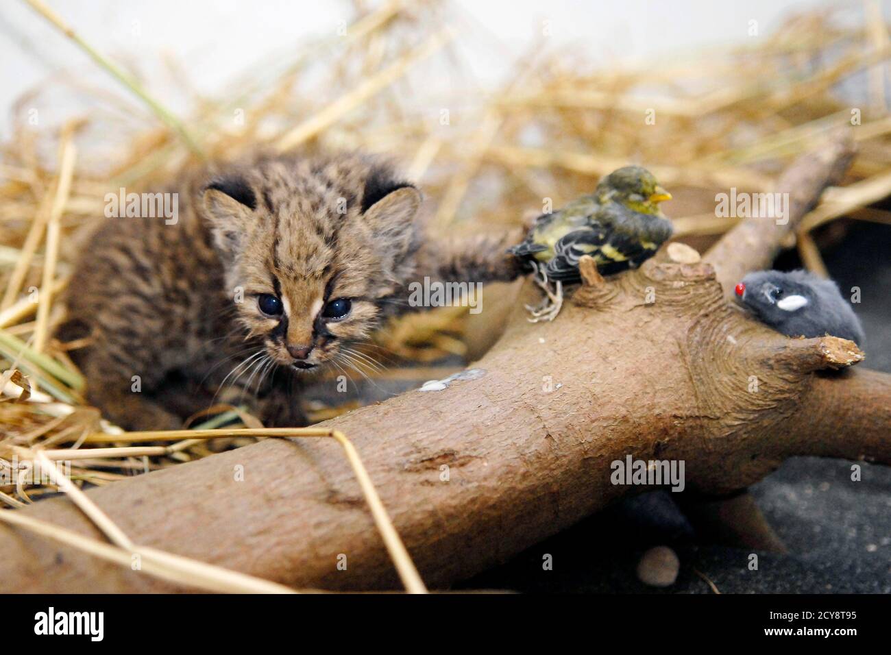 Artificial environment for animals hi-res stock photography and images ...