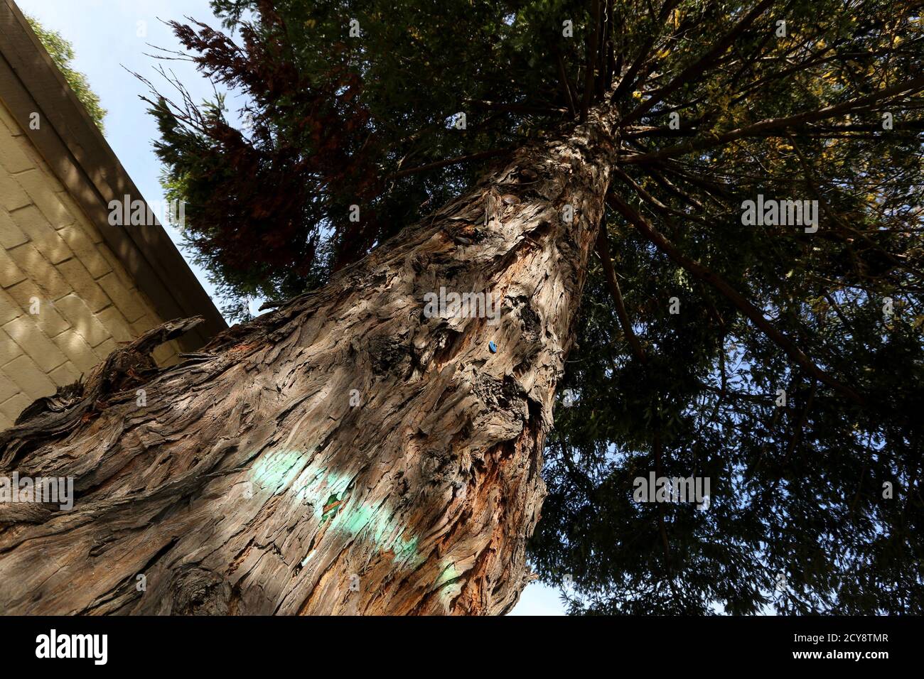 Albino redwood trees hi-res stock photography and images - Alamy