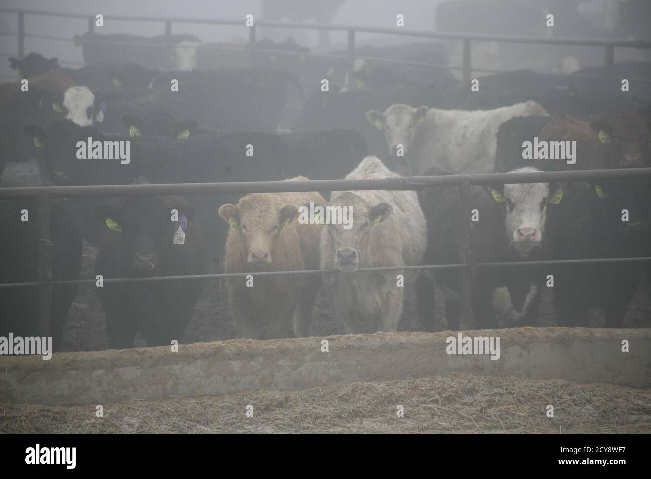 Cattle in holding pens hi-res stock photography and images - Alamy