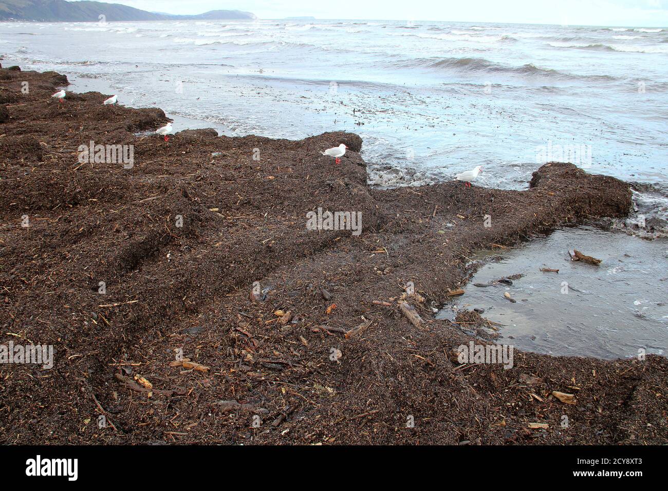 Forestry pollution - beach slash Stock Photo - Alamy
