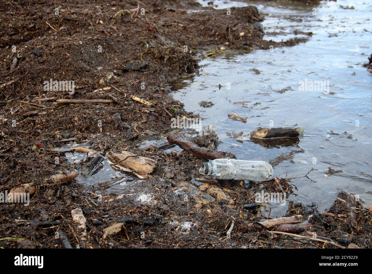 Forestry pollution - beach slash Stock Photo - Alamy