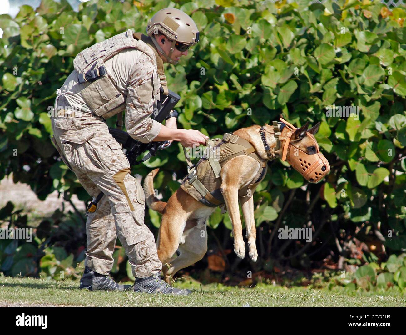 Is The Dog On Seal Team A Real Military Dog