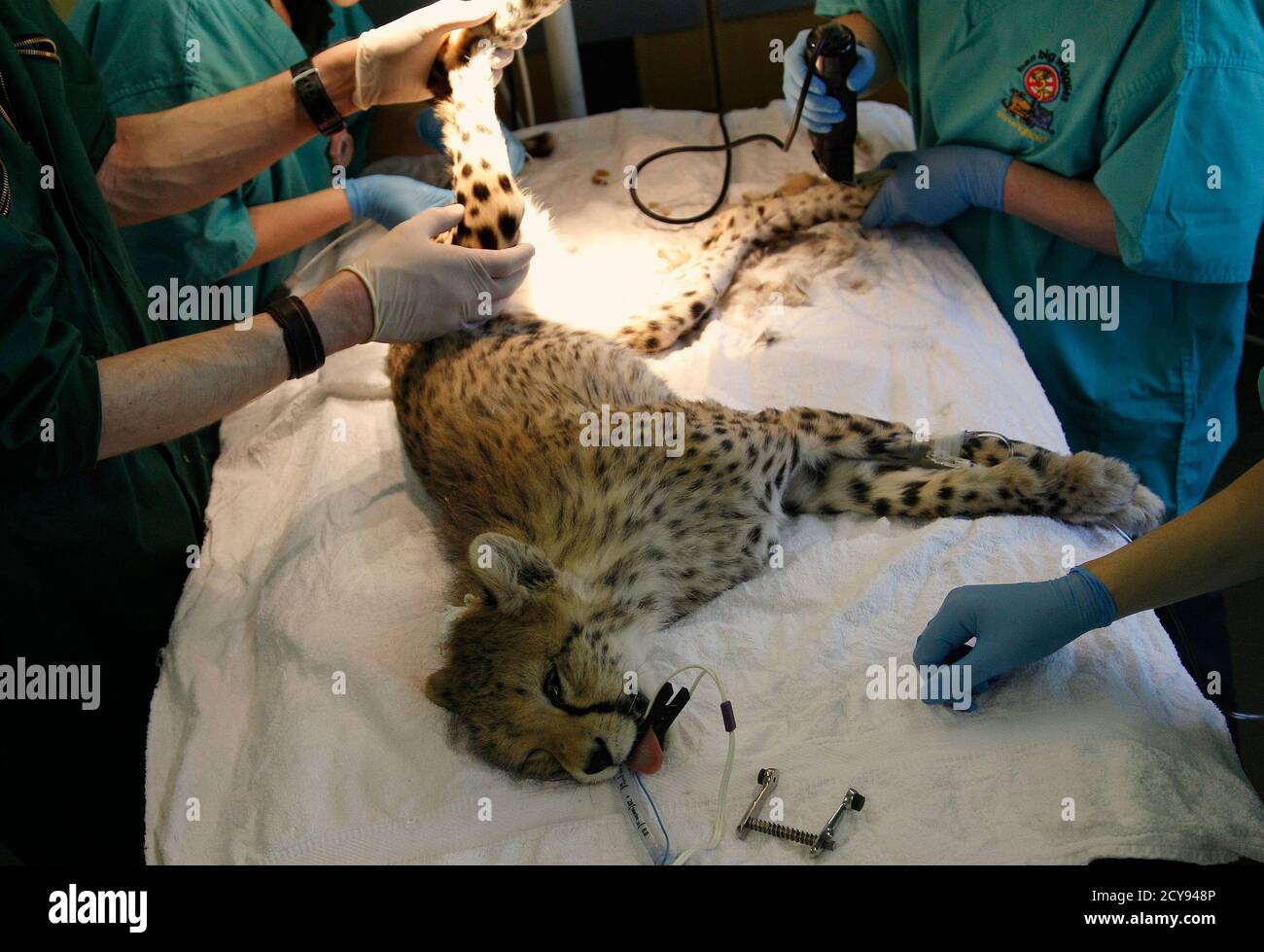Human cheetah hi-res stock photography and images - Alamy