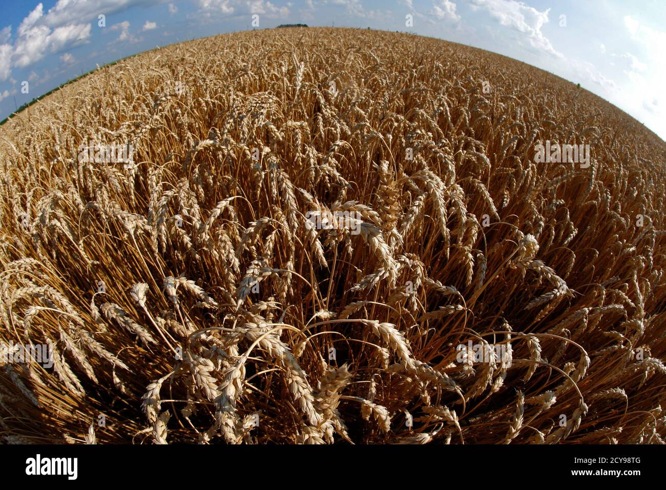 Soft red winter wheat hi-res stock photography and images - Alamy