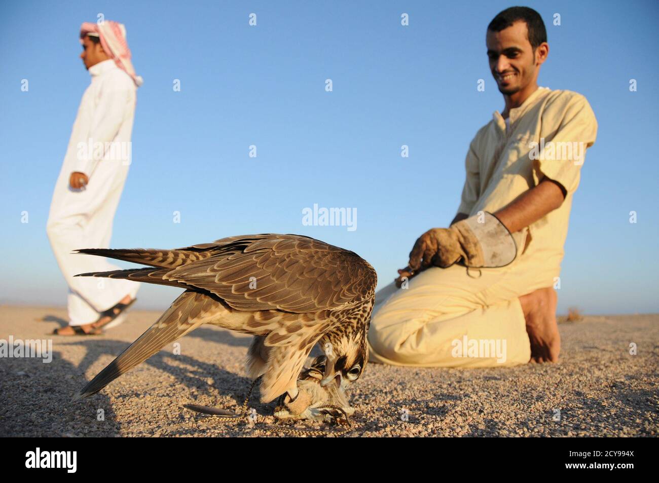 Saudi arabia desert birds hi-res stock photography and images - Alamy