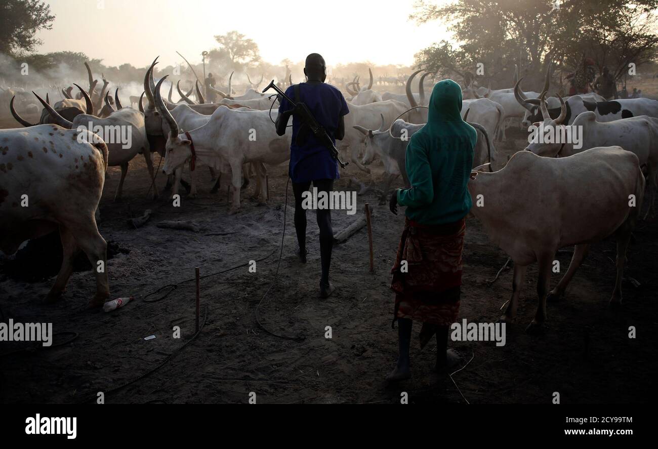 Dinka cows hi-res stock photography and images - Alamy