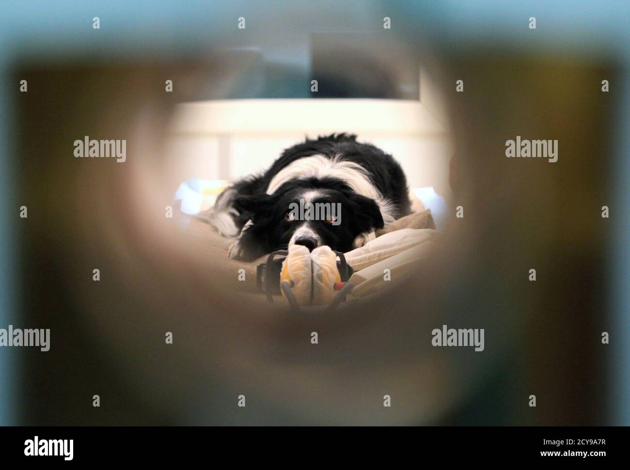 Picture of a collie hi-res stock photography and images - Alamy