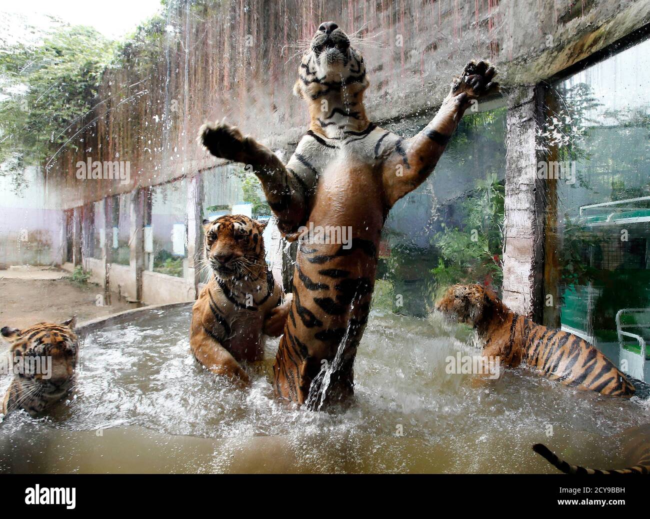 Bengal tiger water play hi-res stock photography and images - Alamy