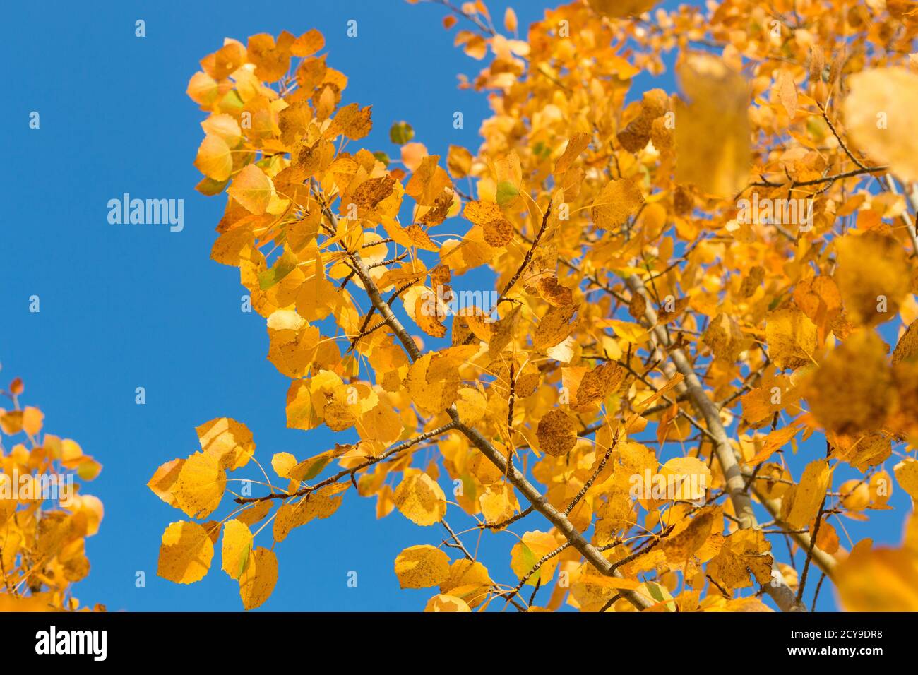 Selective focus shot of tree branches with autumn foliage Stock Photo ...