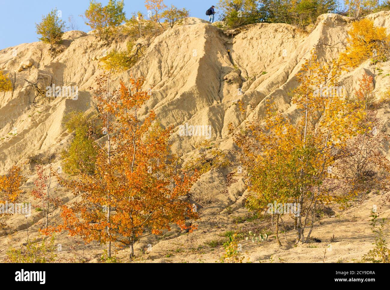 Beautiful scene of an arid environment with several trees Stock Photo ...
