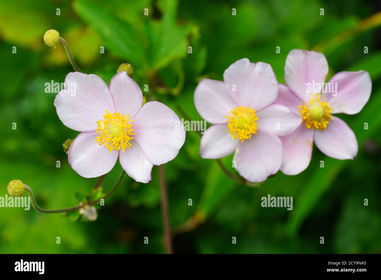 Pale pink Japanese anemone flower in bloom (Anemone hupehensis Stock ...