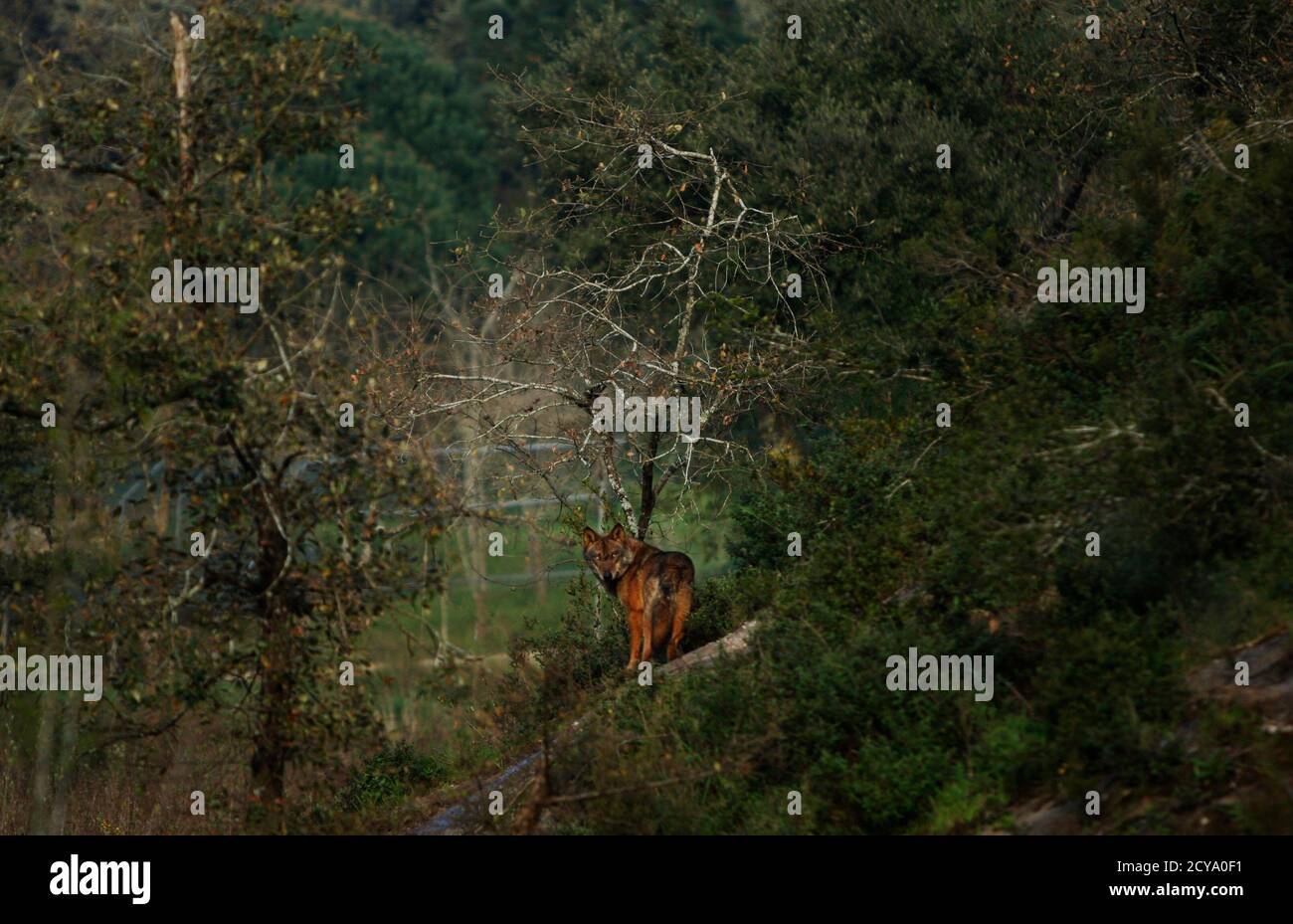 Iberian wolf centre portugal hi-res stock photography and images - Alamy