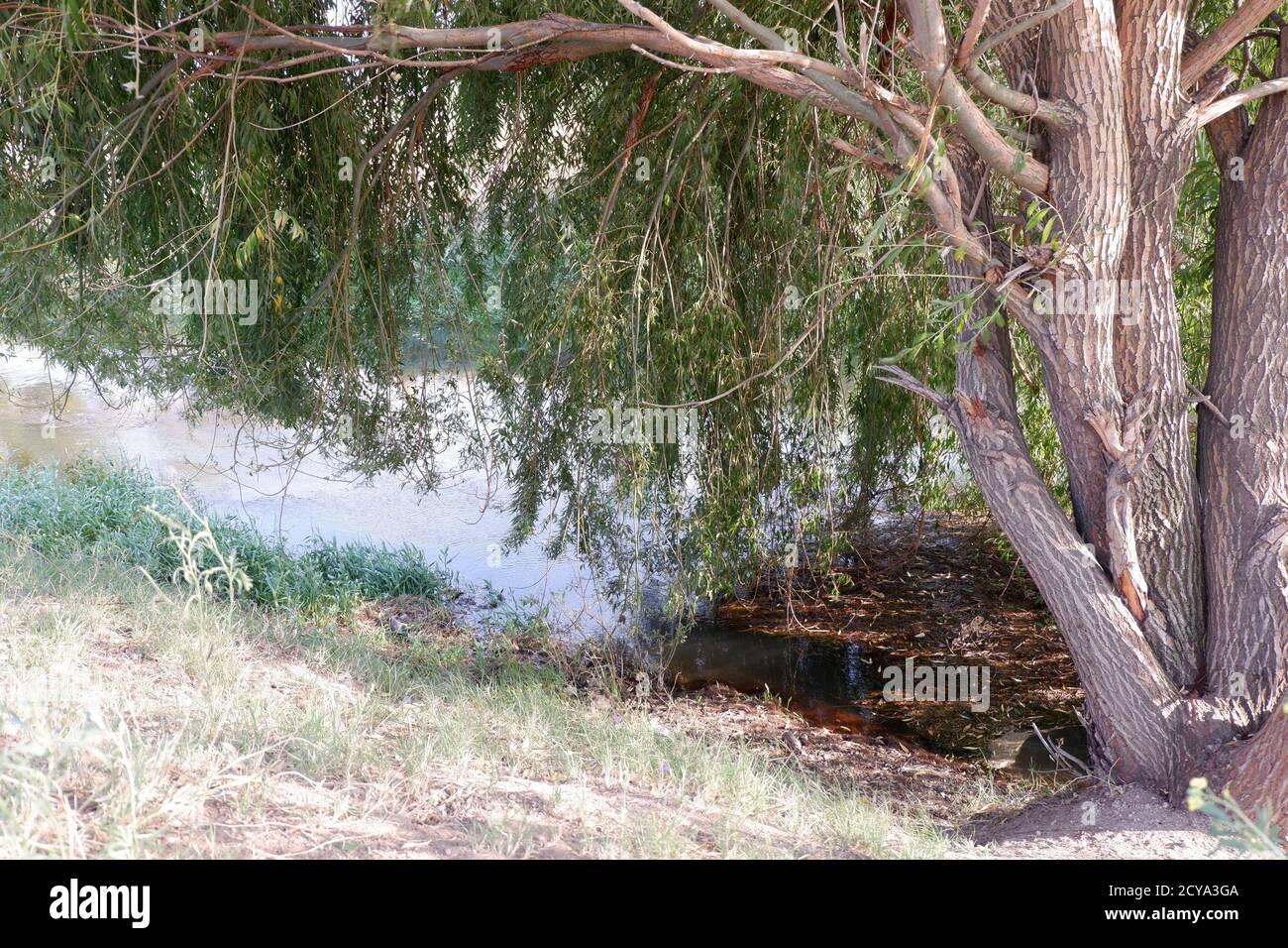 Photo of grass and trees near the river side Stock Photo - Alamy