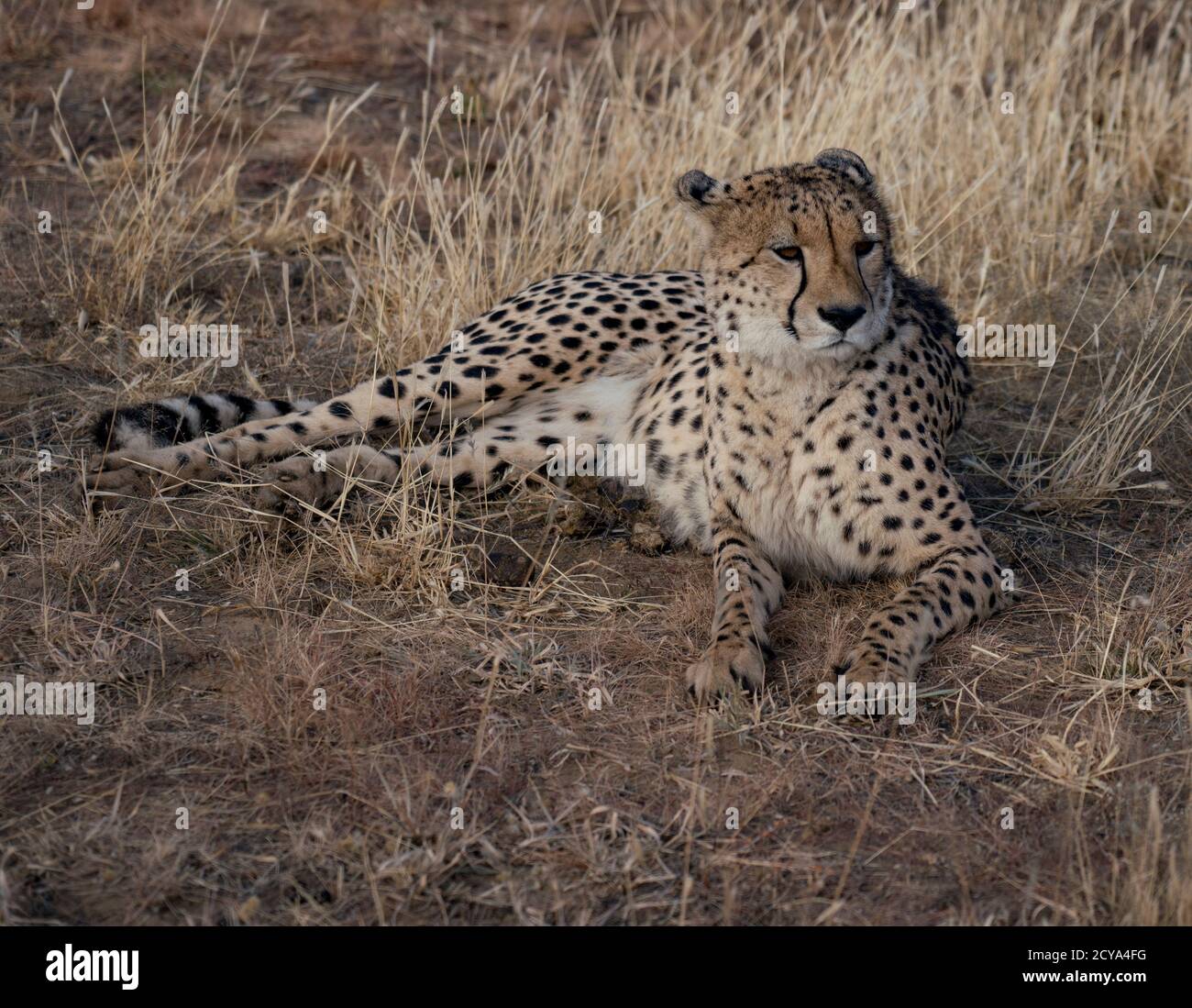 Adult cheetah lies down in dry grass in Namibia Stock Photo - Alamy