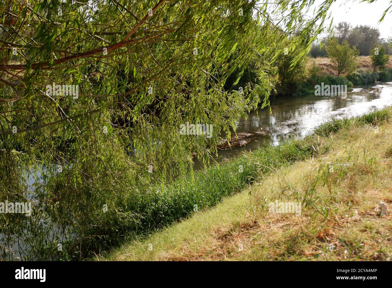 Photo of grass and trees near the river side Stock Photo - Alamy