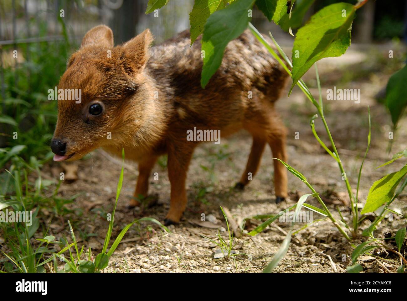 A baby pudu hi-res stock photography and images - Alamy