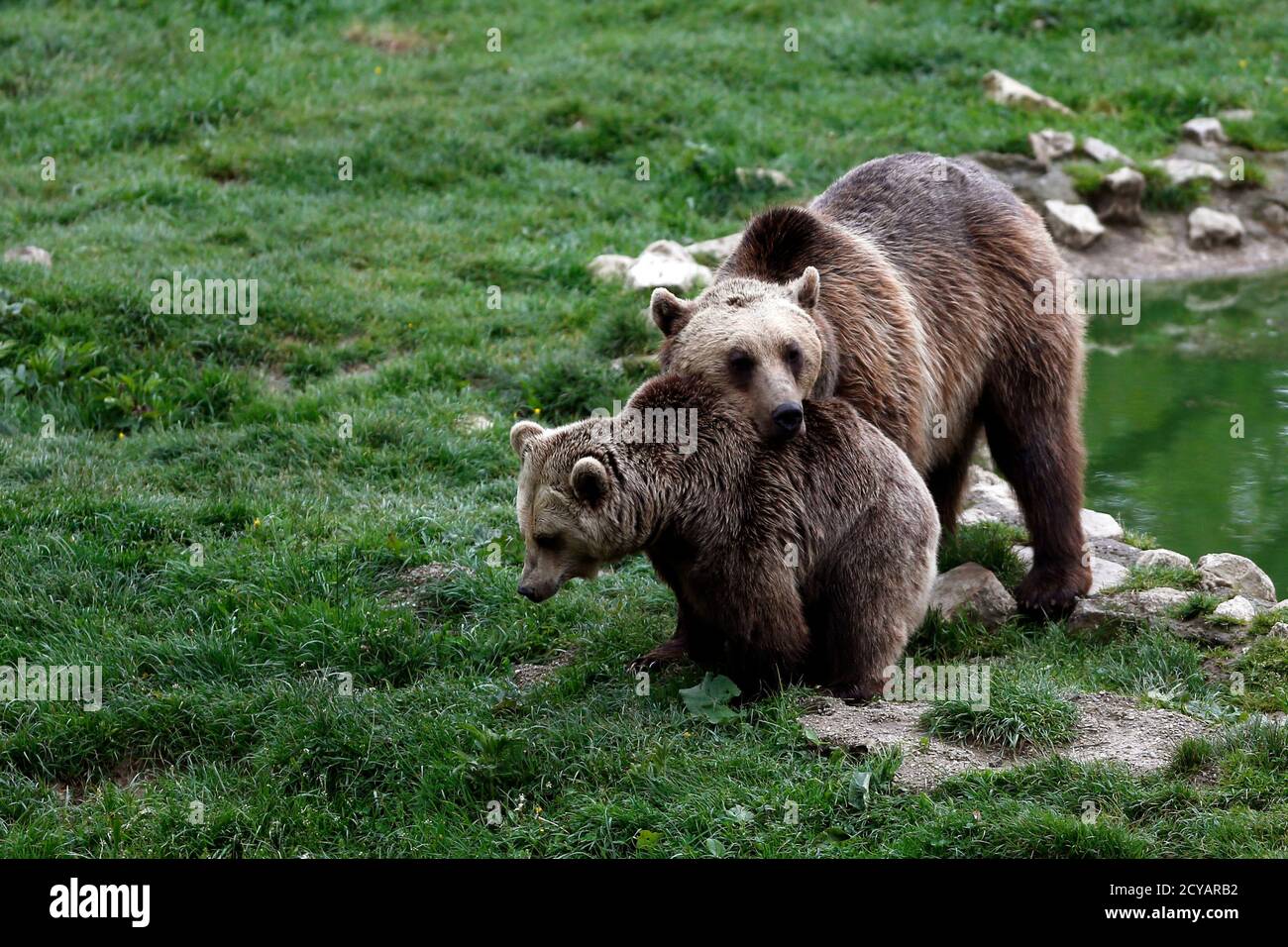 Bear sanctuary romania hi-res stock photography and images - Alamy