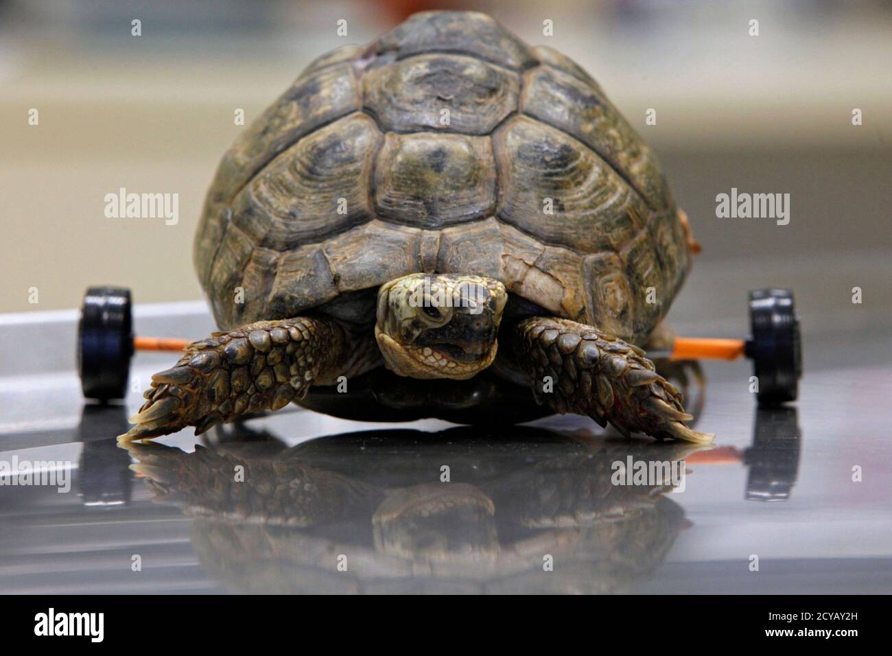 Turtle with wheels hi-res stock photography and images - Alamy