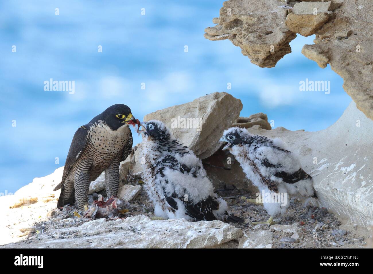 Peregrine Falcon feeding chicks on cliff face nest Stock Photo - Alamy