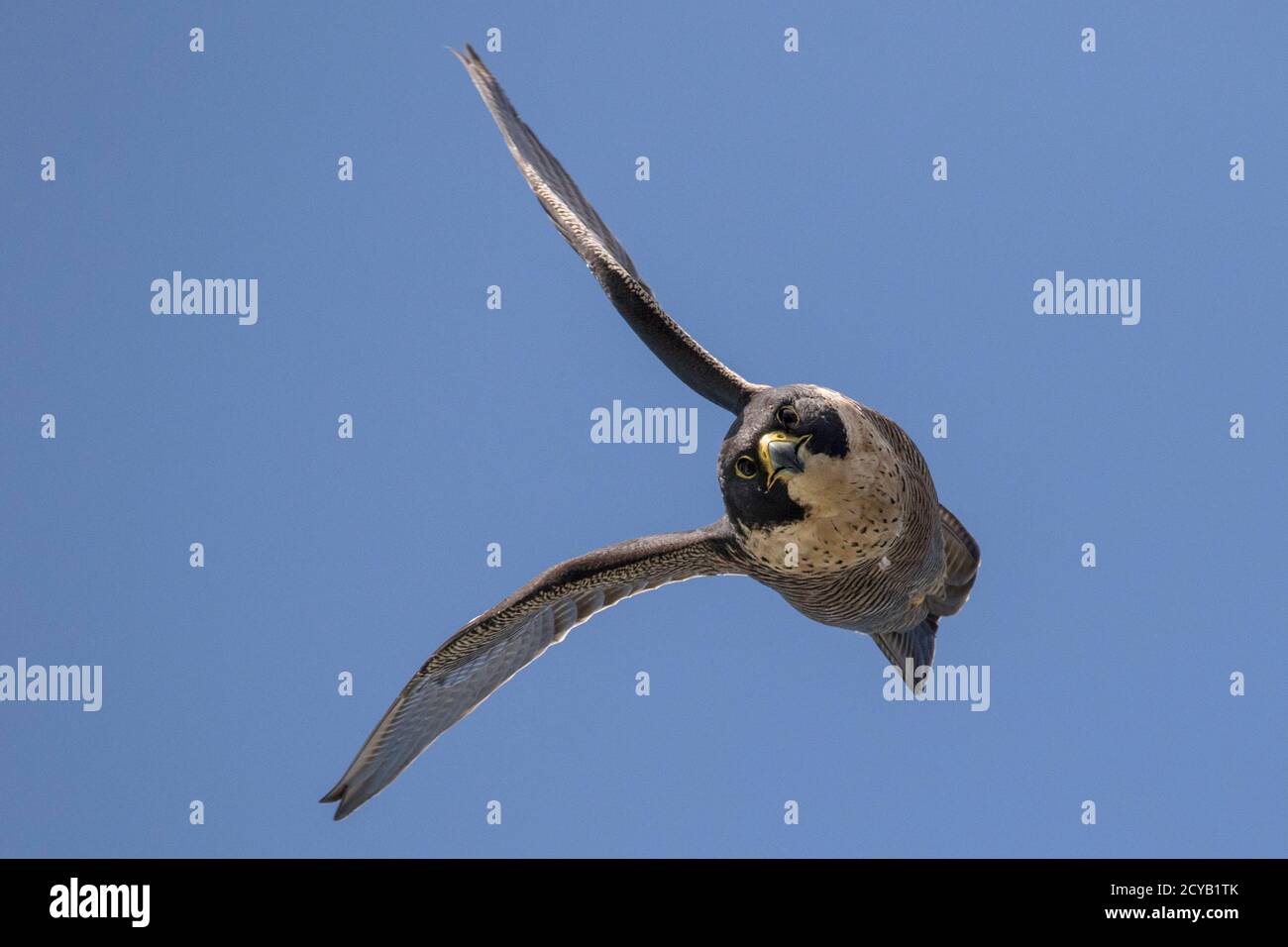 Peregrine falcon australia hi-res stock photography and images - Alamy