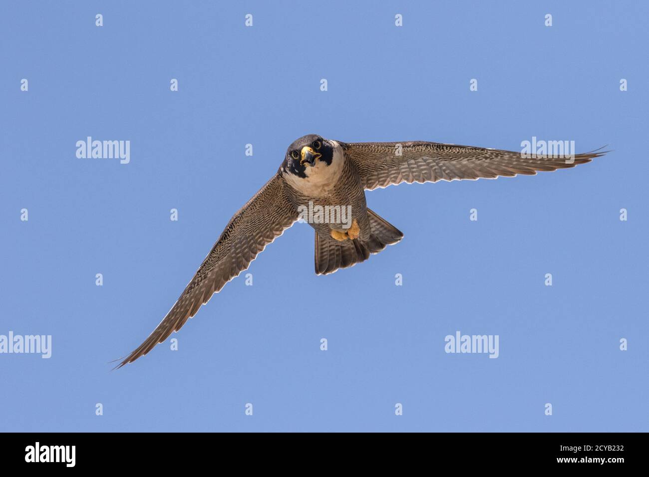 Peregrine falcon australia hi-res stock photography and images - Alamy