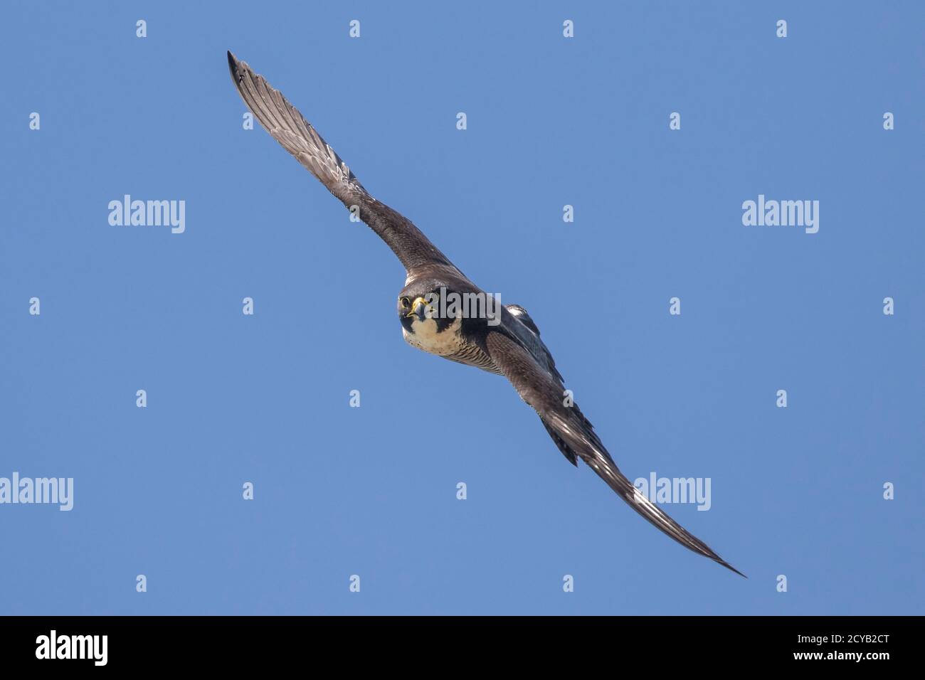 Peregrine falcon australia hi-res stock photography and images - Alamy