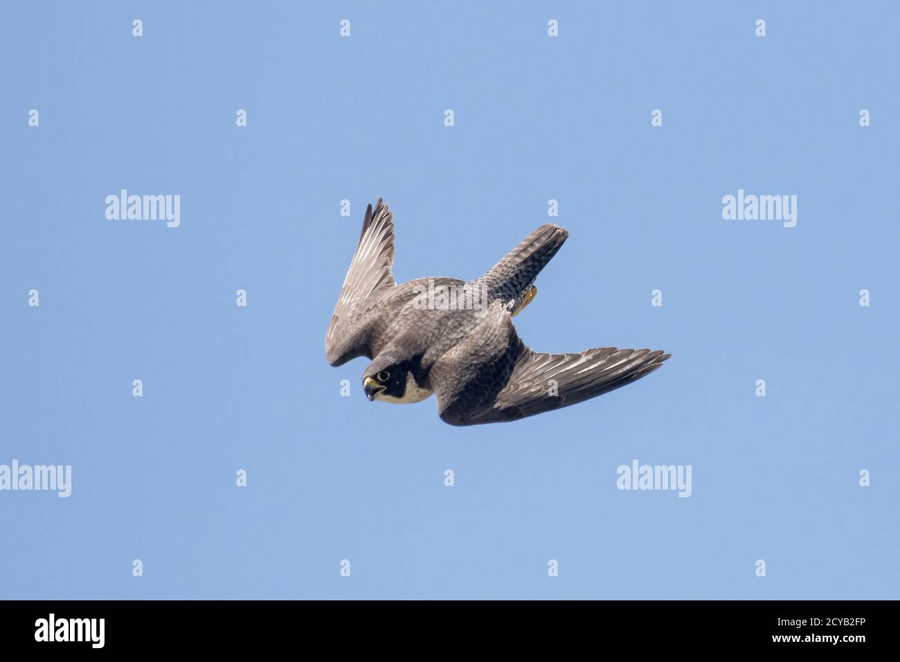 Australian Peregrine Falcon in flight Stock Photo - Alamy