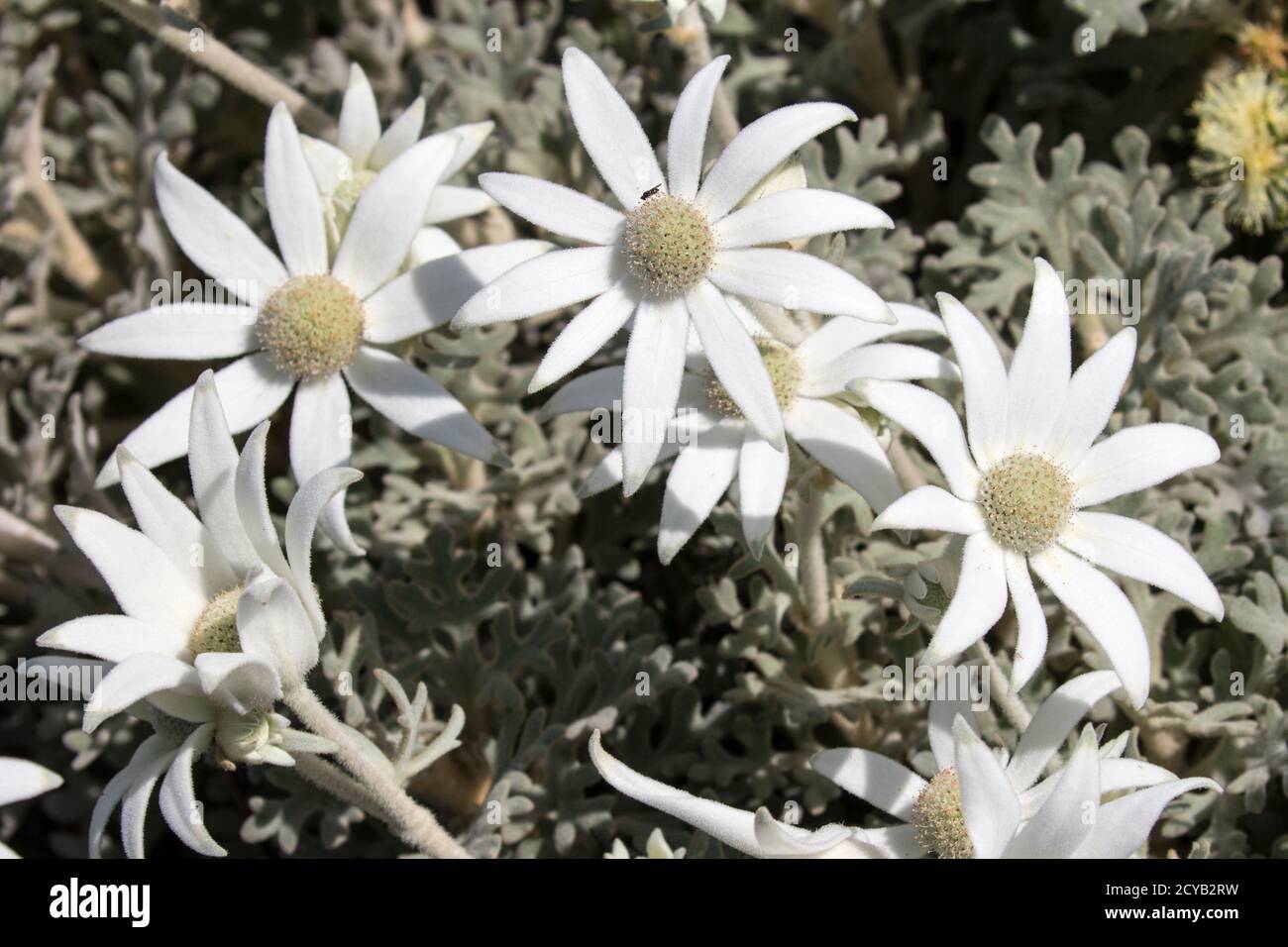 Flannel Flower plant in flower Stock Photo - Alamy