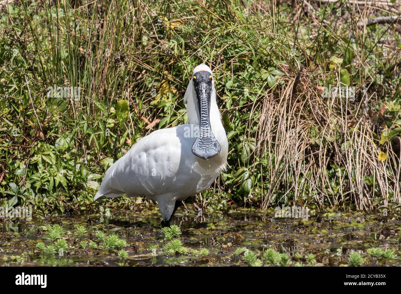 Royal Spoonbill bird feeding in swamp Stock Photo - Alamy