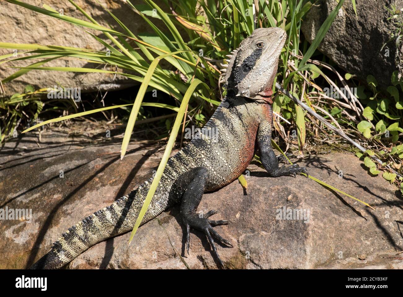 Male Eastern Water Dragon basking on rock Stock Photo - Alamy