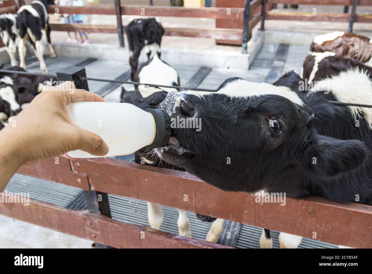 Closeup - Baby cow feeding on milk bottle by hand men in Thailand ...