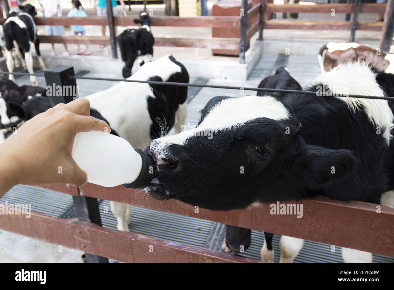 Closeup - Baby cow feeding on milk bottle by hand men in Thailand ...