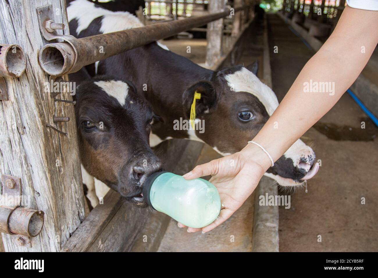 Closeup - Baby cow feeding on milk bottle by hand women in Thailand ...