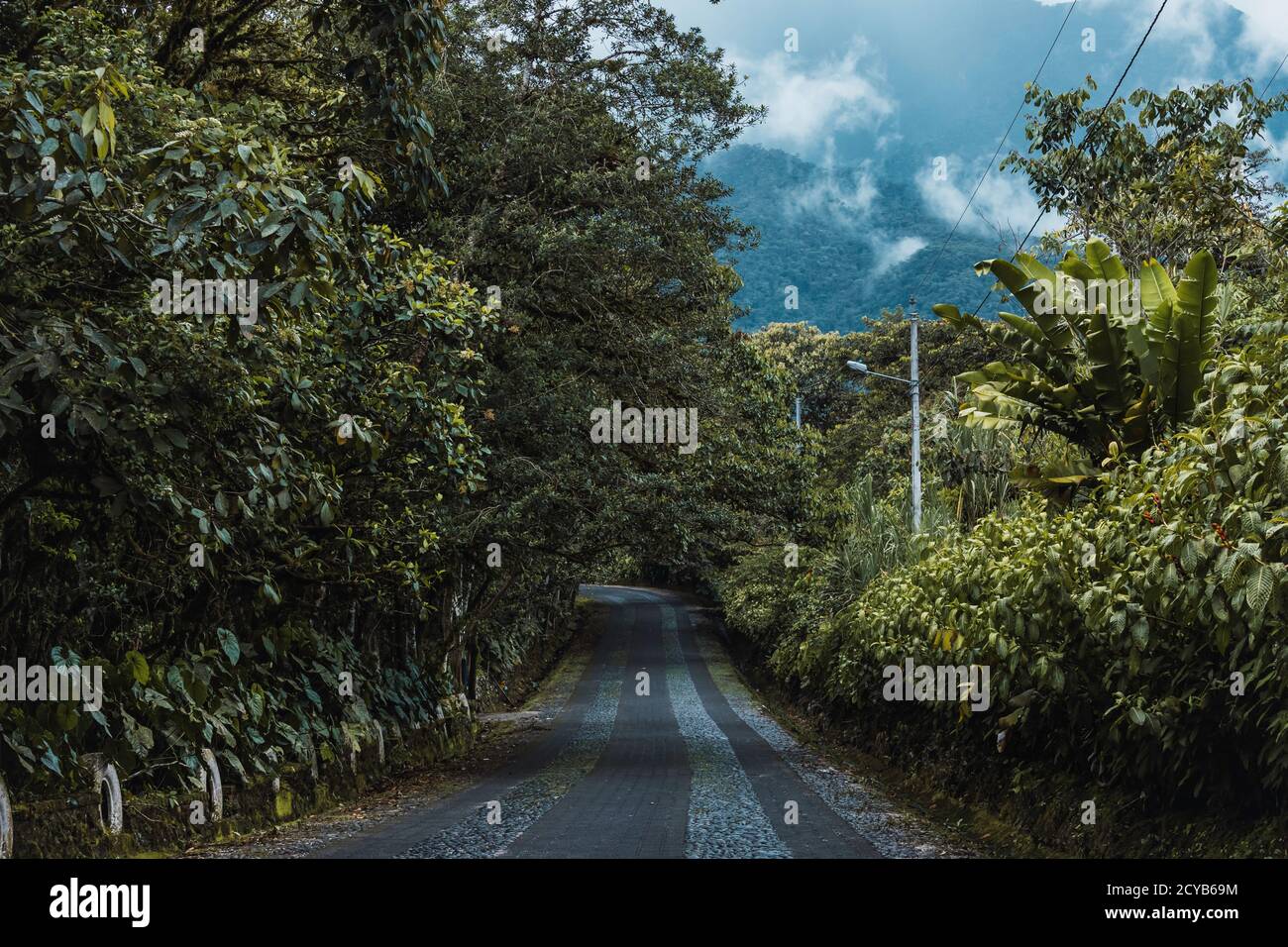 Cobblestone road amid high altitude trees and mountains in the Amazon ...