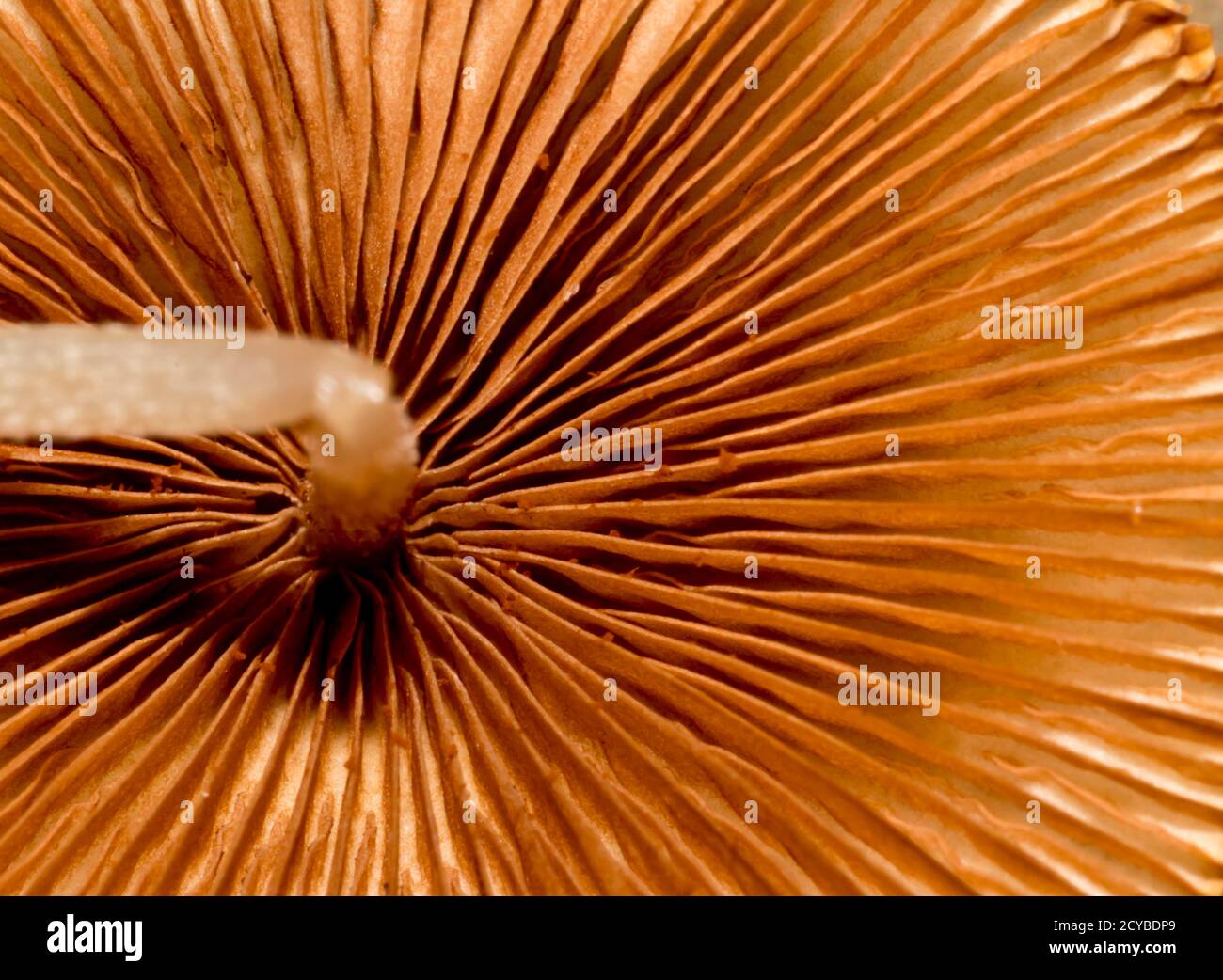 Underside of mushroom showing lines and texture Stock Photo - Alamy